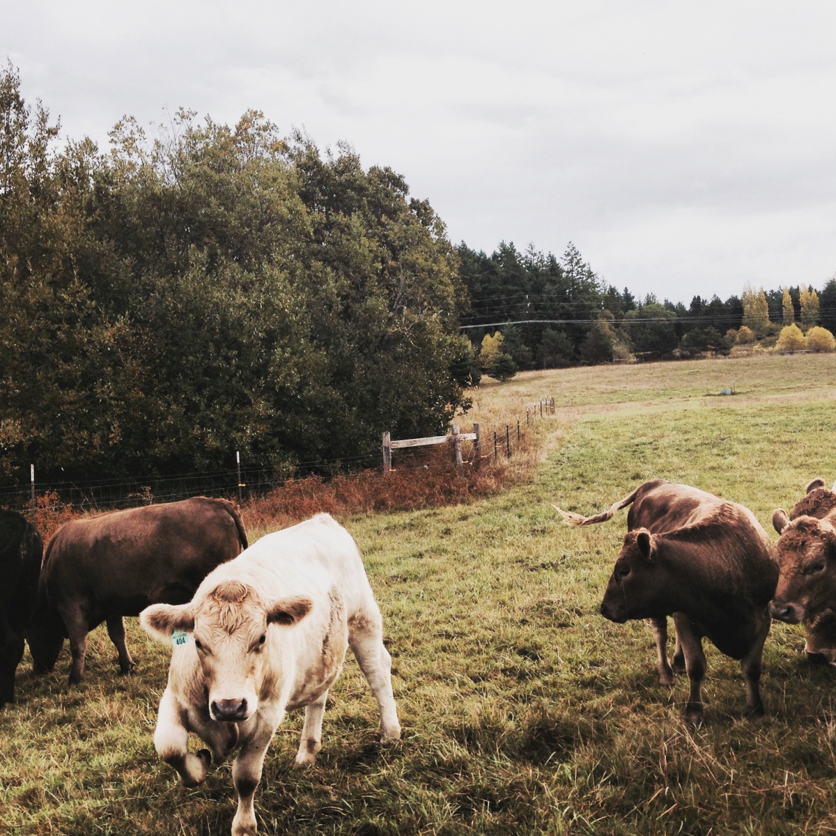 cows – San Juan Islands Agricultural Guild